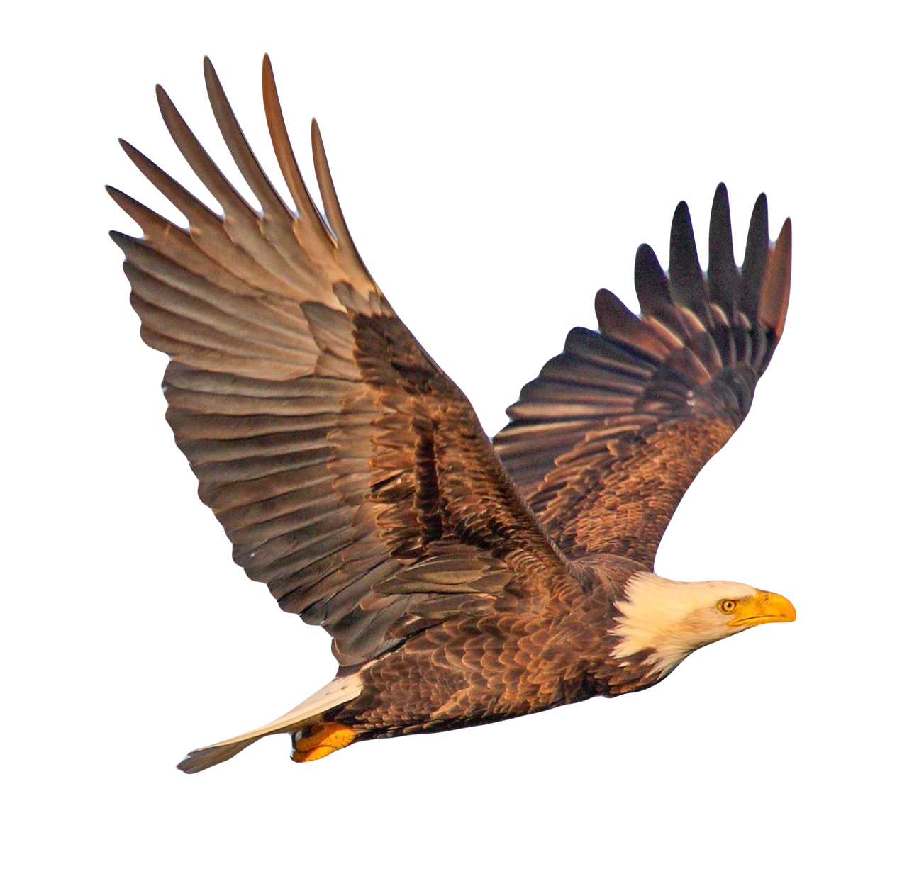SOAR LIKE AN EAGLE! – Katherine Murie Webster